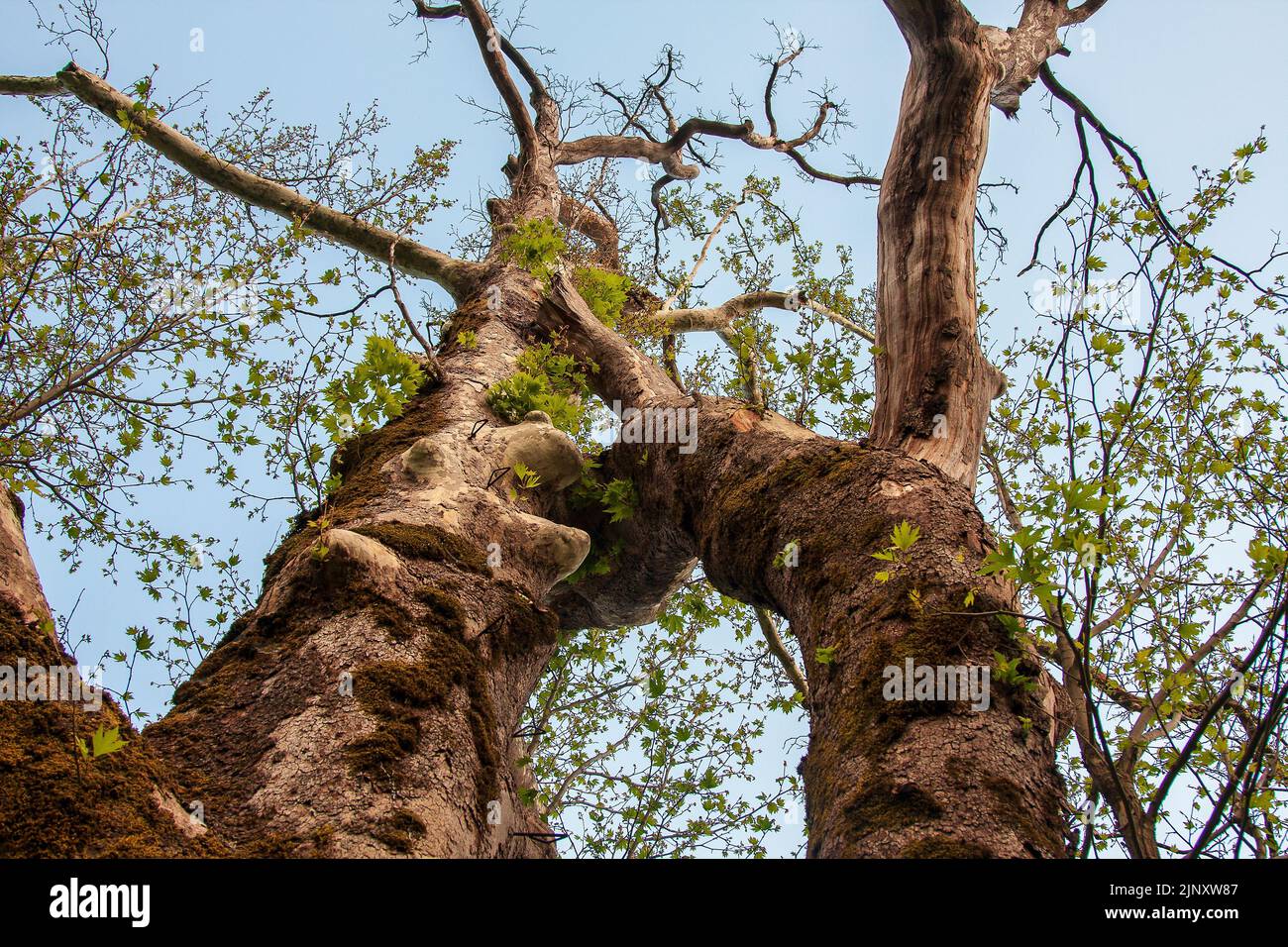 The old trees in Ida mountain( goose mountains) , Balikesir, Turkey ...