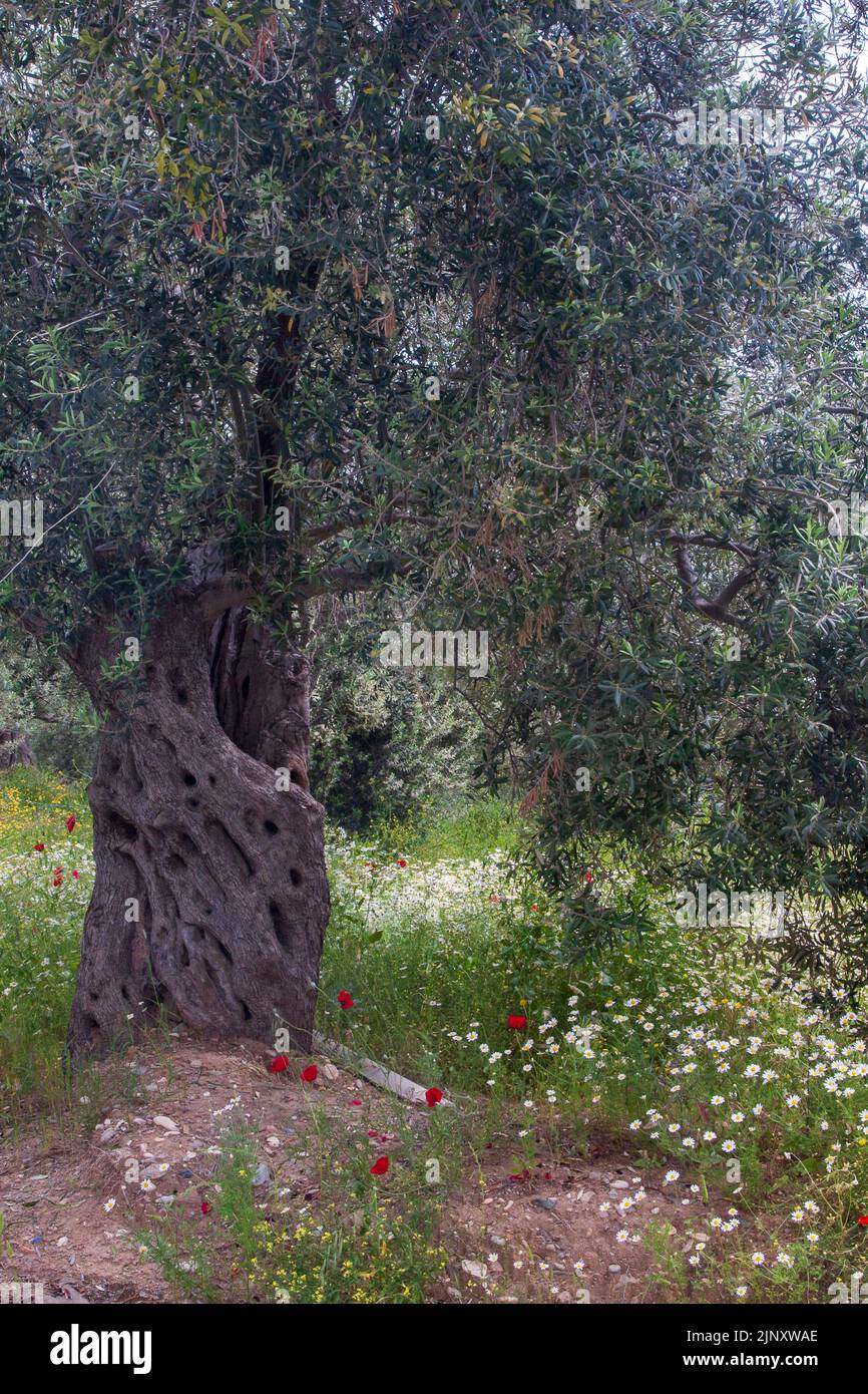 An old olive tree in Ida mountain( goose mountains)in spring ...