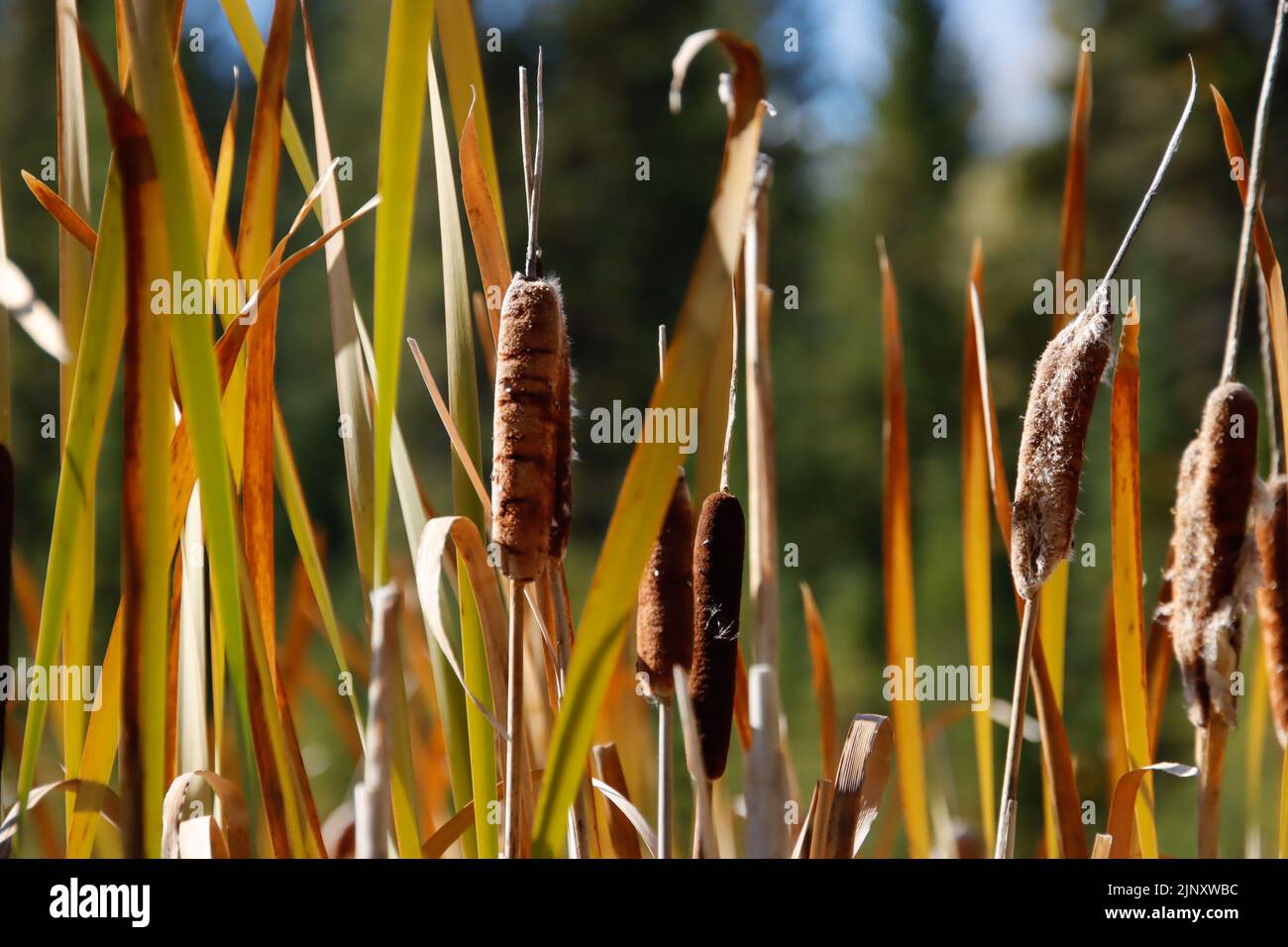 Reed fluff hi-res stock photography and images - Alamy