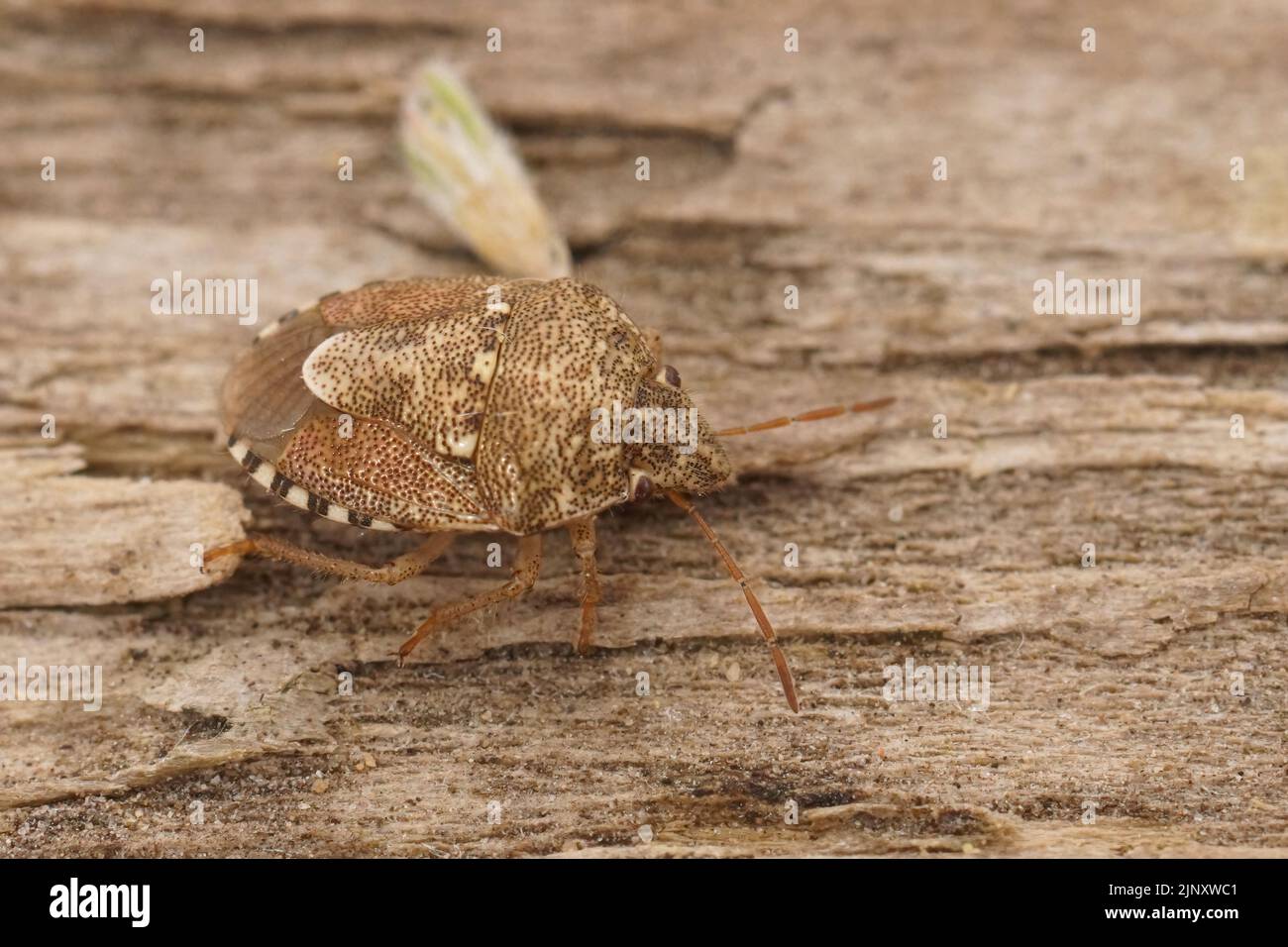 Detailed closeup on the small Pentatomid shield bug, Staria lunata Stock Photo - Alamy