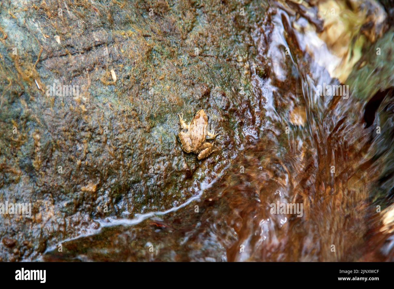 Frog resting in the water on the rock in Mount Ida, Edremit, Turkey ...