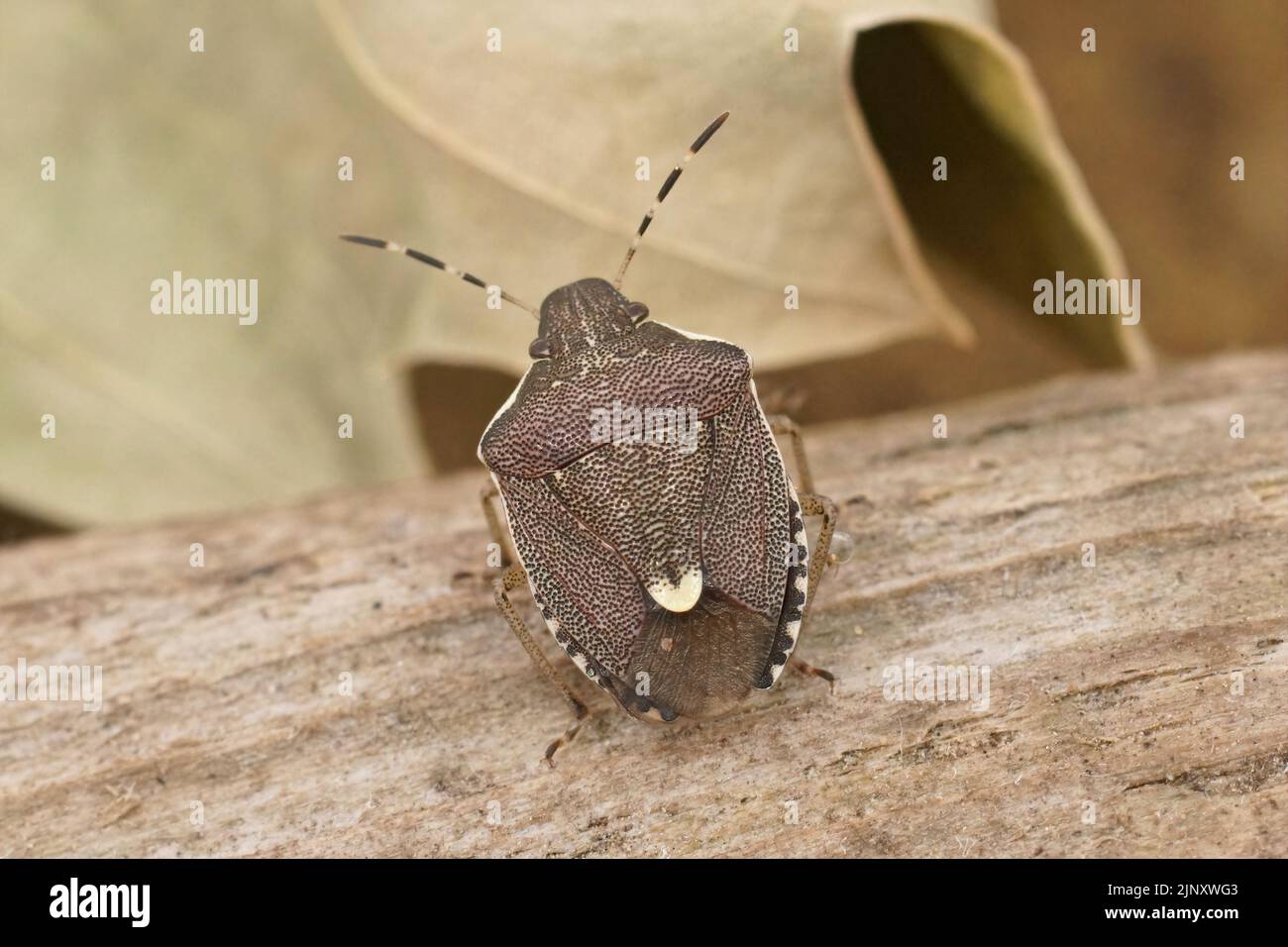 Holcostethus albipes hi-res stock photography and images - Alamy