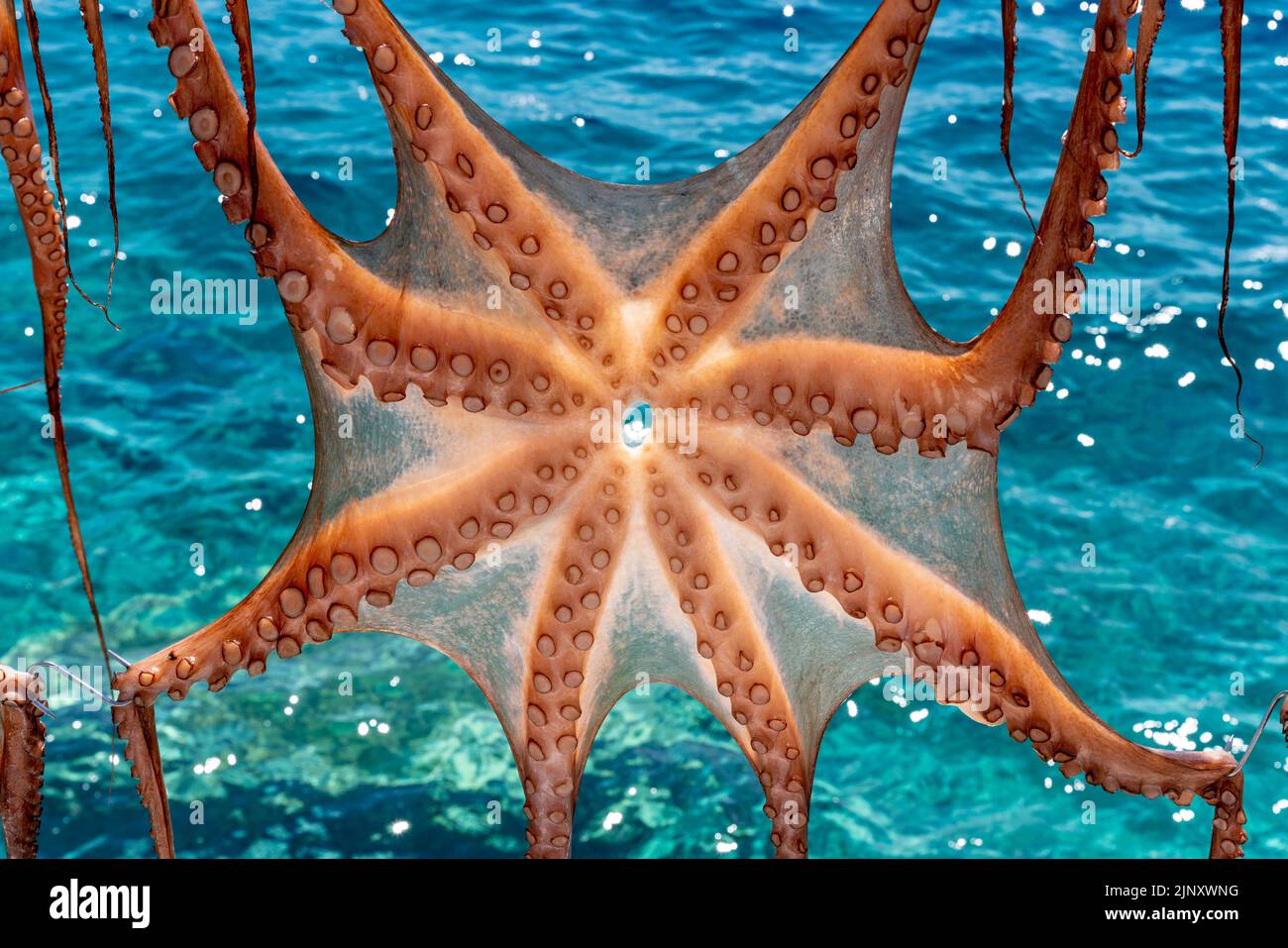 Squid/Octopus Hanging Up To Dry Outside A Restaurant In Ammoudi Bay ...