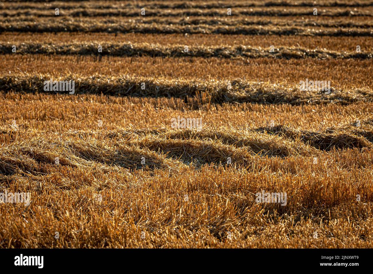 A full frame photograph of rows of cut cereal crops on a sunny summer's ...