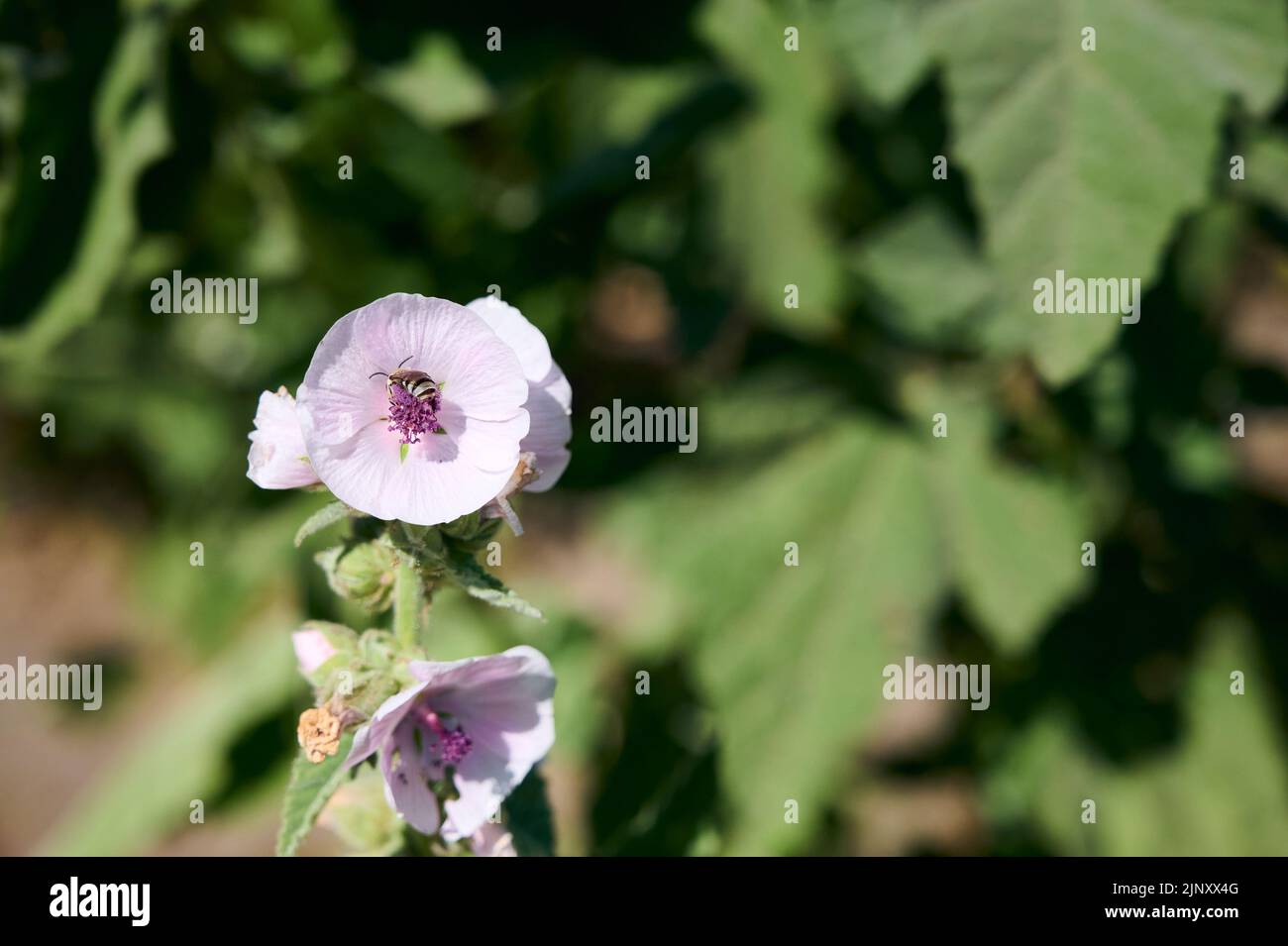 Althea officinalis botanical hi-res stock photography and images - Alamy