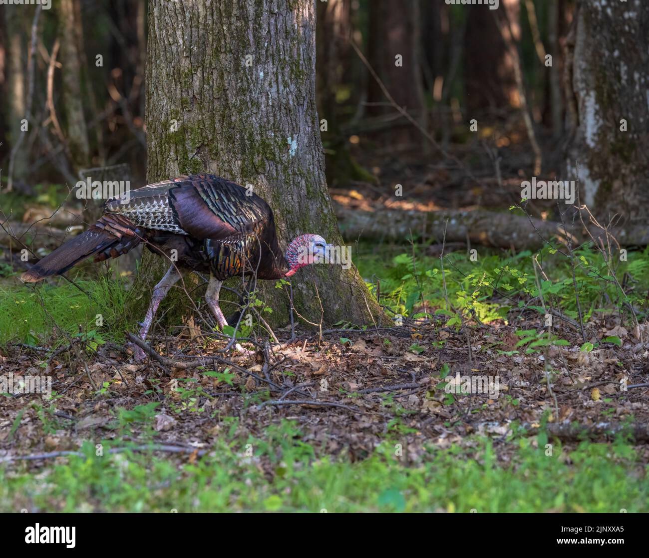 Tom turkey in northern Wisconsin Stock Photo - Alamy
