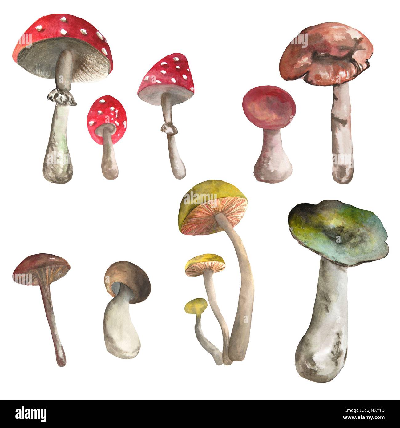 Mushroom composition. Watercolor drawing. A bitmap image on a white ...