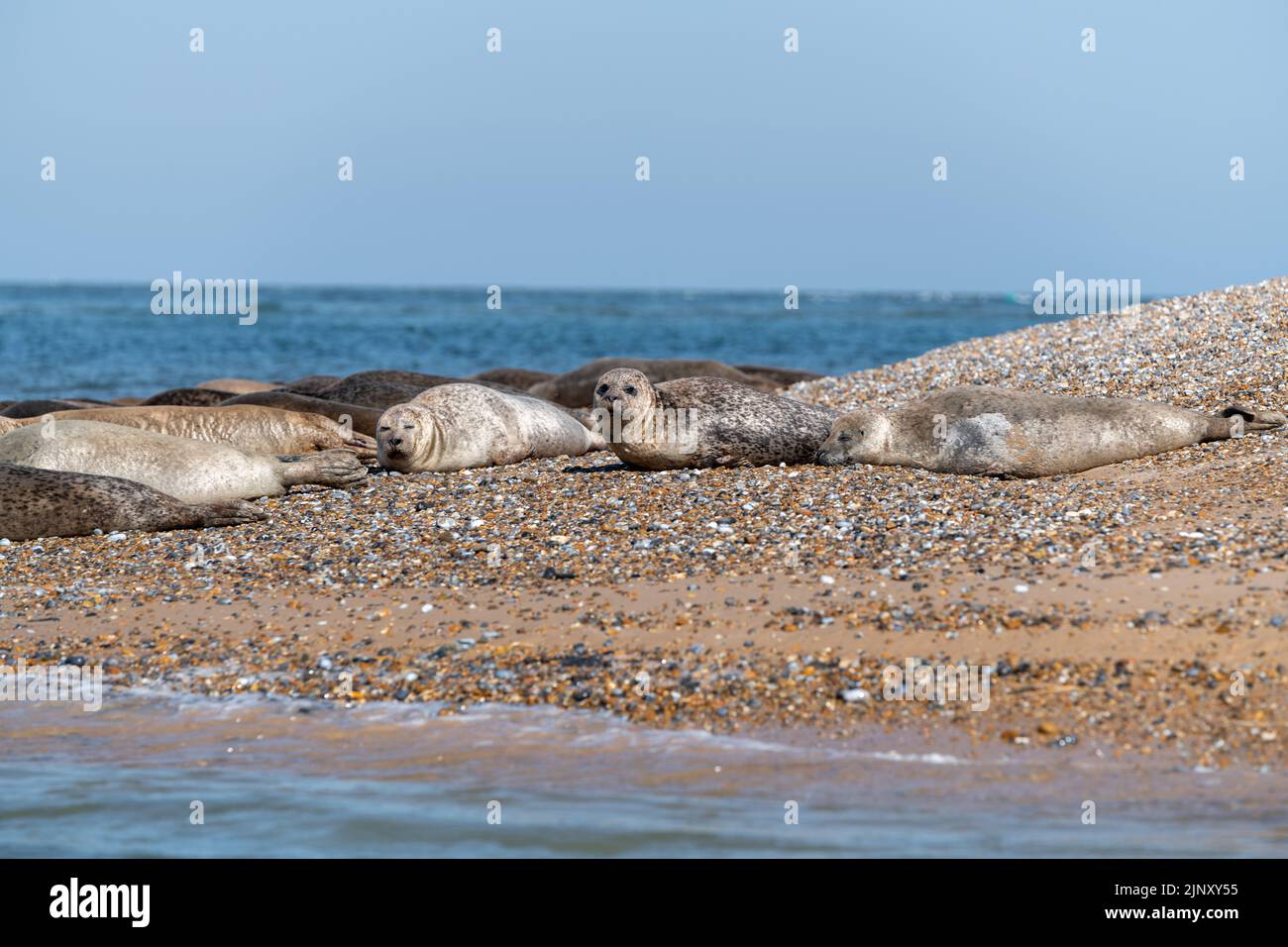 common (harbour) and grey seals, at Blakeney Point Nature Reserve ...