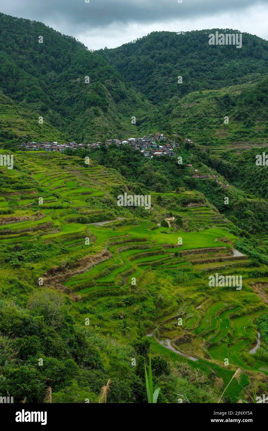 Rice terraces at Maligcong in northern Luzon, Philippines Stock Photo ...