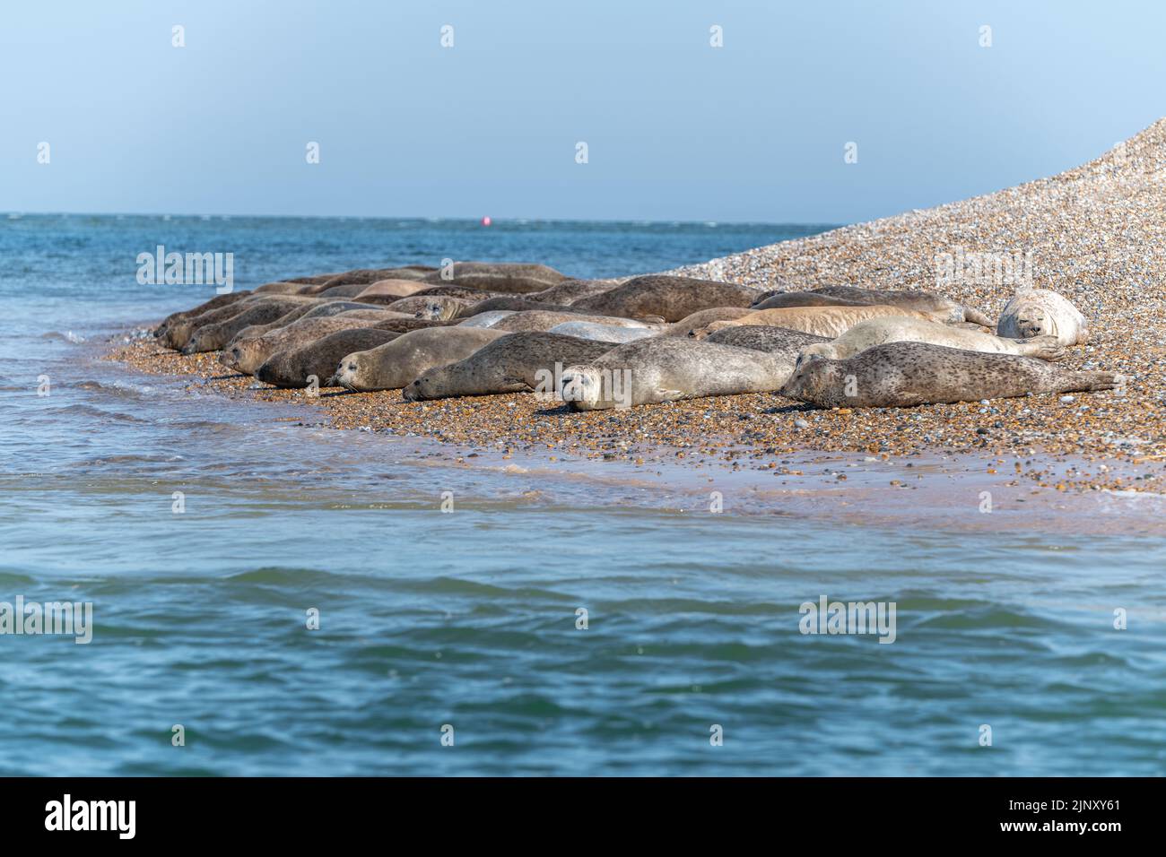 common (harbour) and grey seals, at Blakeney Point Nature Reserve ...