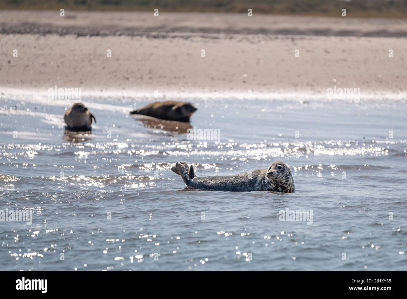 common (harbour) and grey seals, at Blakeney Point Nature Reserve ...