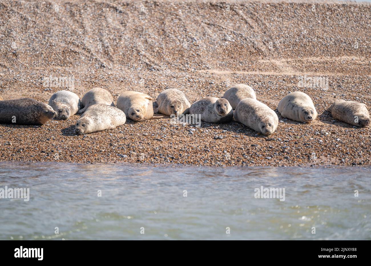 common (harbour) and grey seals, at Blakeney Point Nature Reserve ...