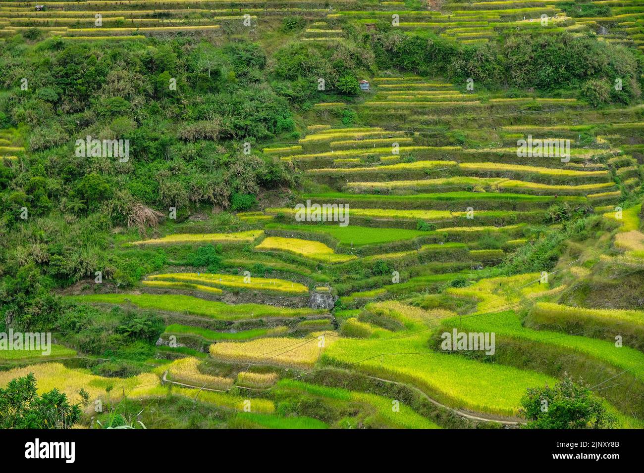 Rice terraces at Bontoc in northern Luzon, Philippines Stock Photo - Alamy