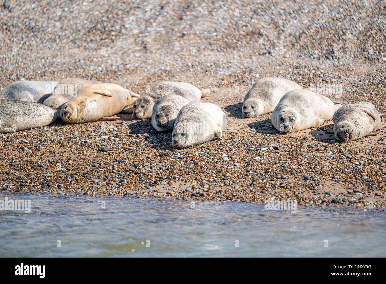 common (harbour) and grey seals, at Blakeney Point Nature Reserve ...
