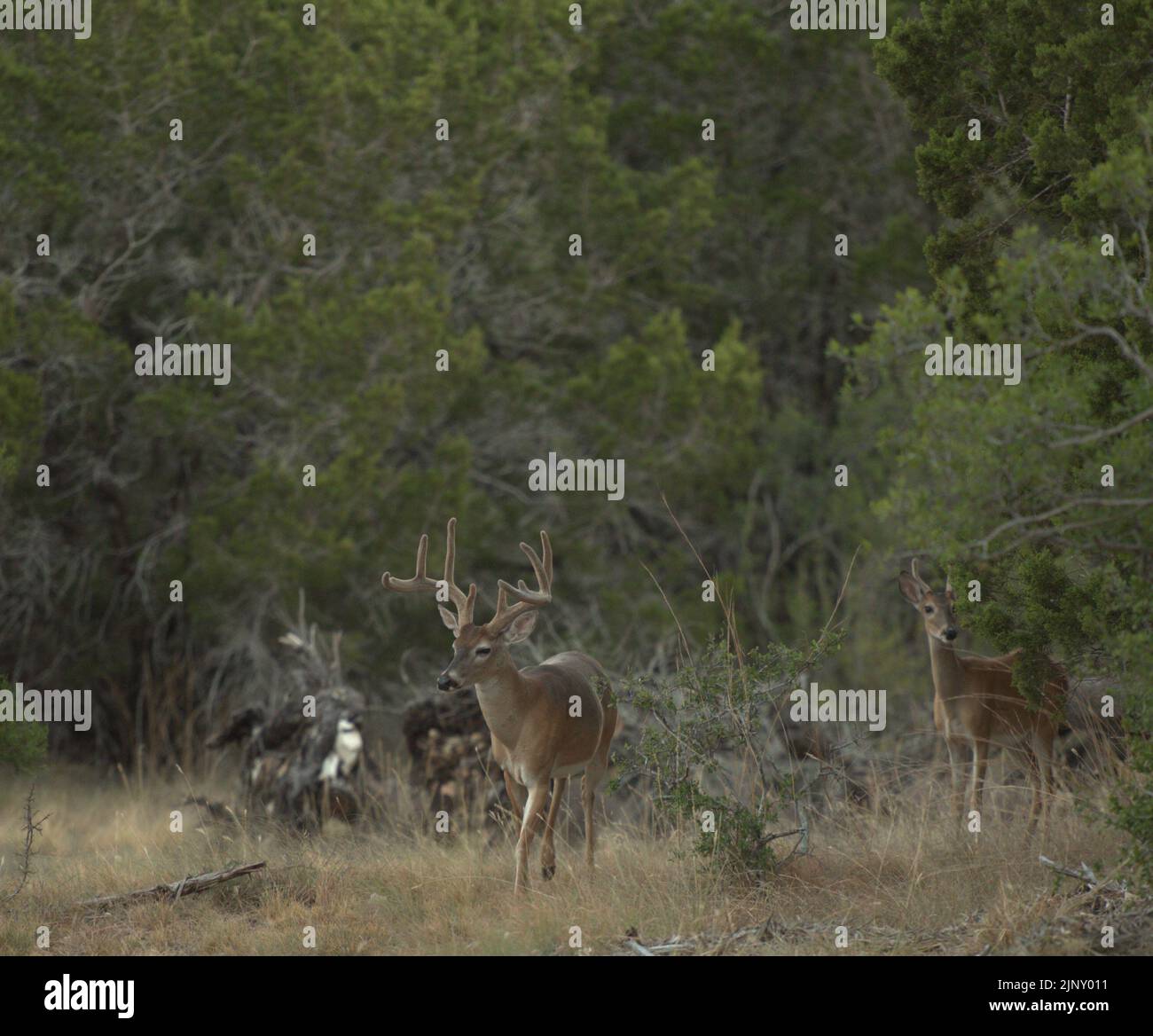 Texas Hill Country White Tail Buck with a large early velvet rack. 8 ...