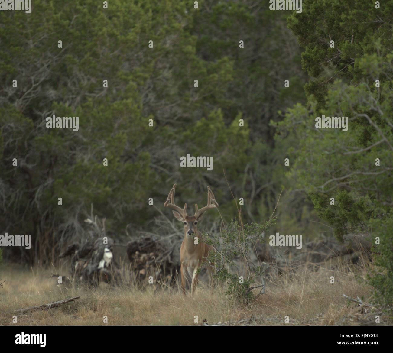 Texas Hill Country White Tail Buck, with velvet on his antlers Stock ...