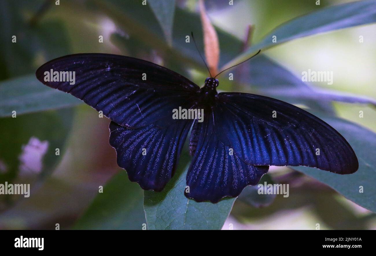 Himalayan butterfly hi-res stock photography and images - Alamy
