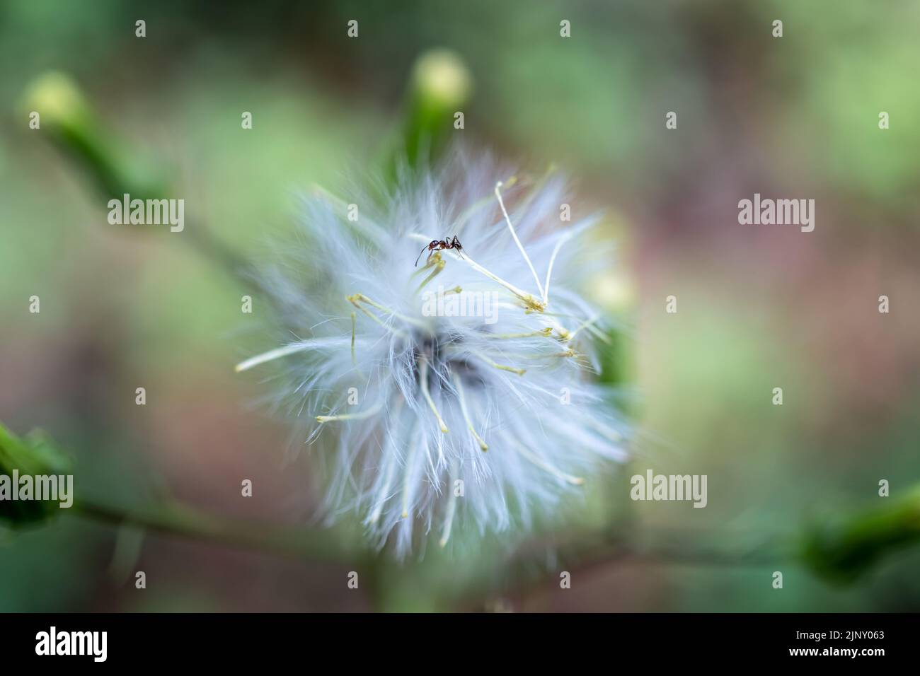 An ant crosses over fluffy white Common Groundsel seeds in the garden ...