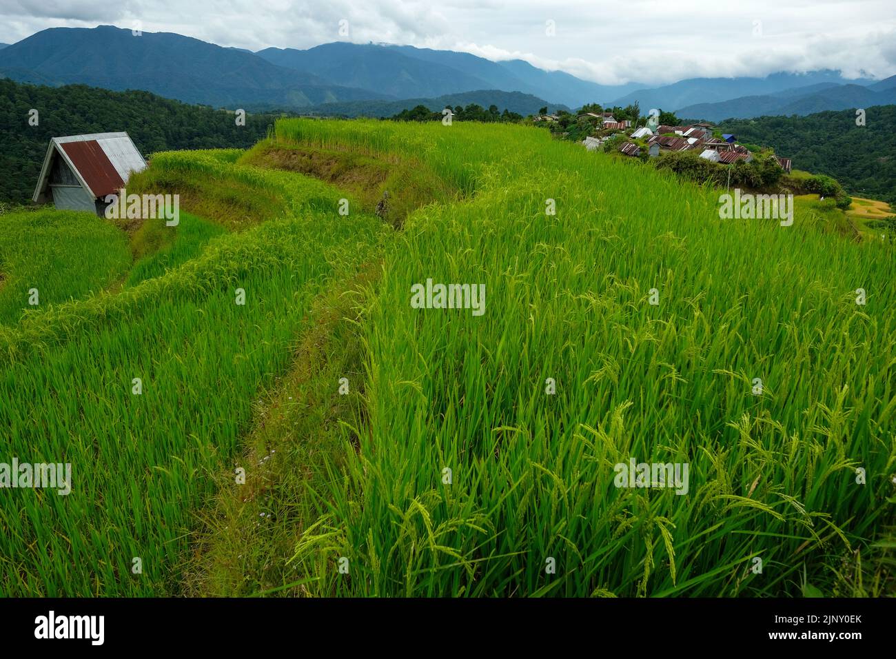 Rice terraces at Maligcong in northern Luzon, Philippines Stock Photo ...