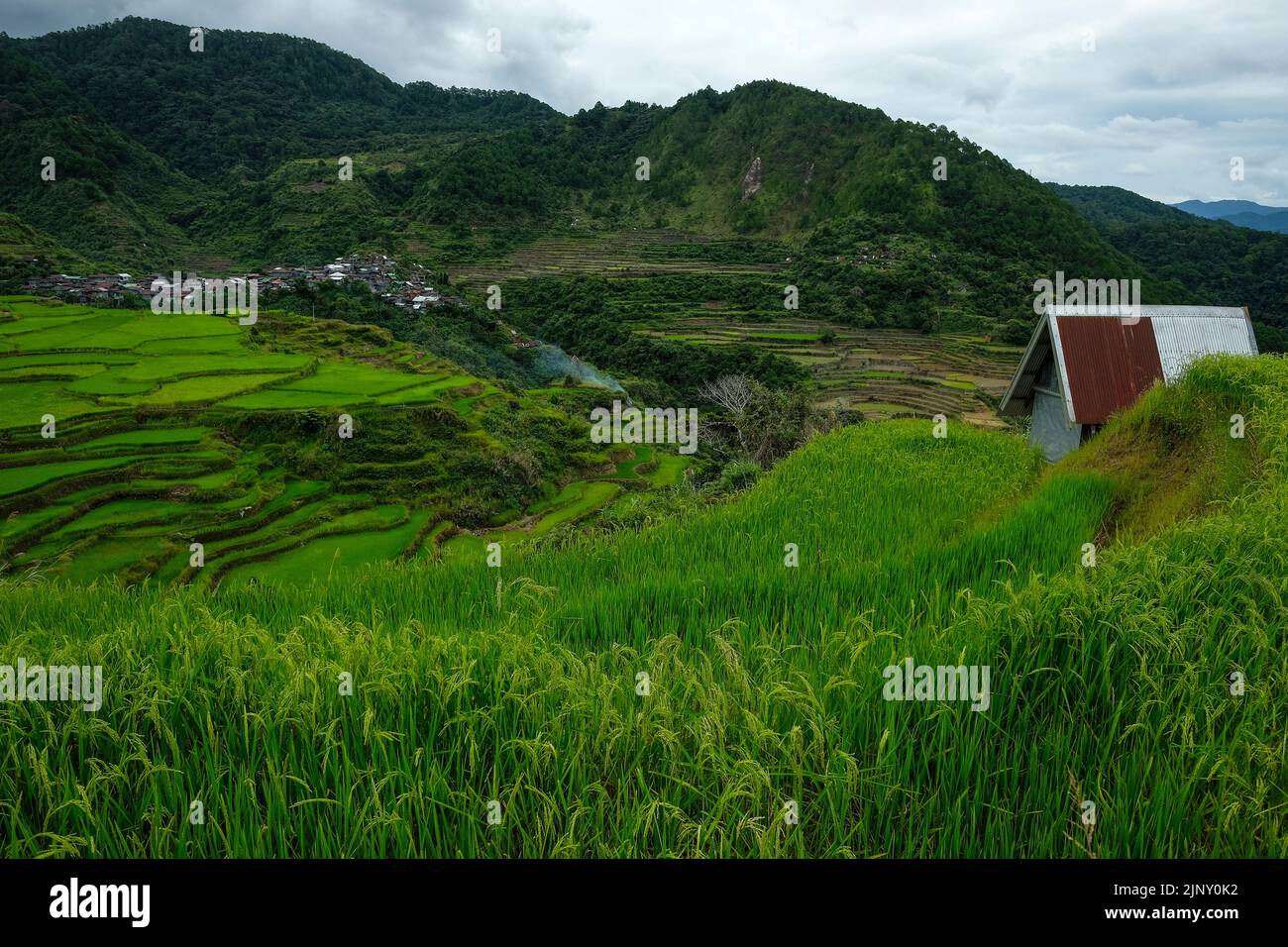 Rice terraces at Maligcong in northern Luzon, Philippines Stock Photo ...
