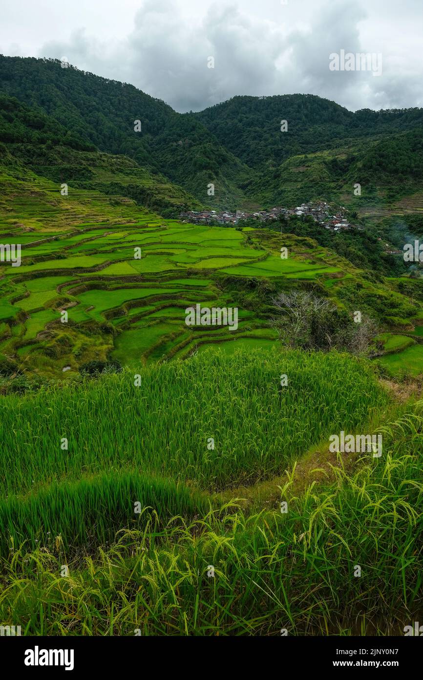 Rice terraces at Maligcong in northern Luzon, Philippines Stock Photo ...