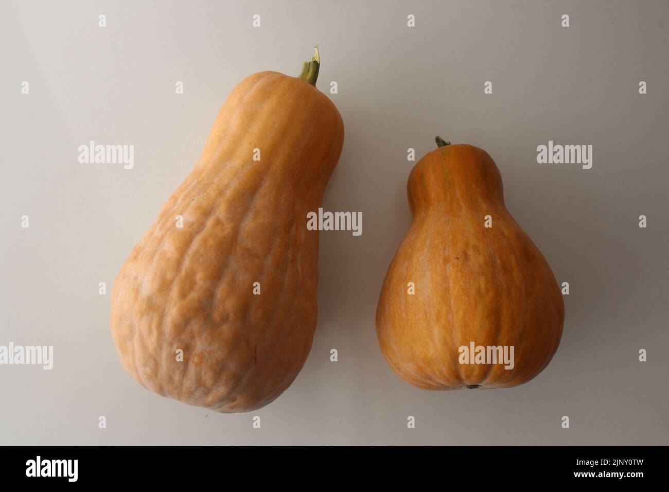 Butternut pumpkin isolated on white background. Top view on butternut ...