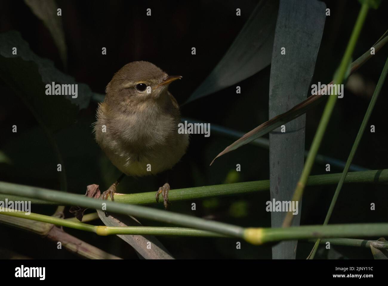Chiffchaff (Phylloscopus collybita) on a reed next to the River Tay in ...