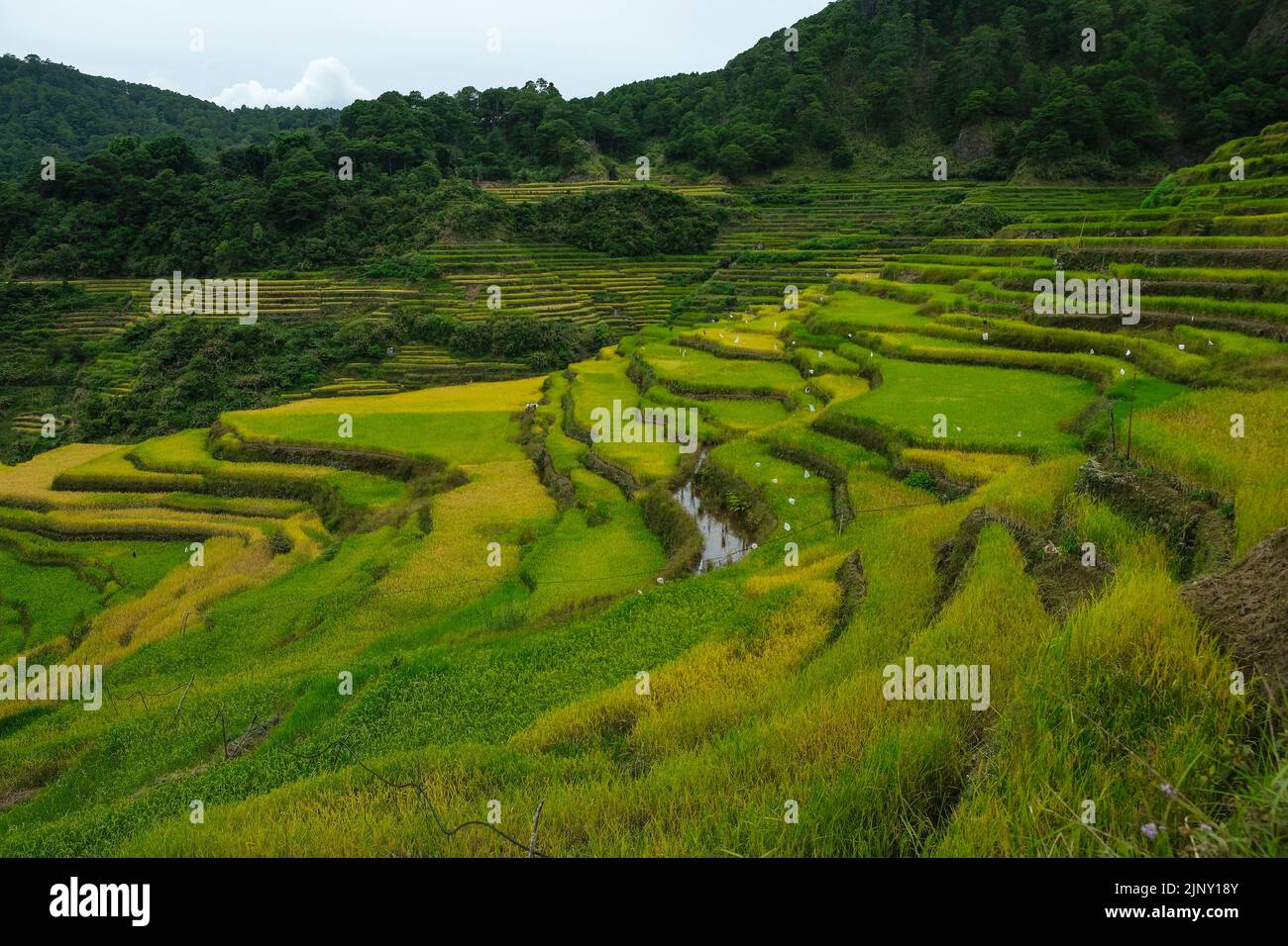 Rice terraces at Bontoc in northern Luzon, Philippines Stock Photo - Alamy