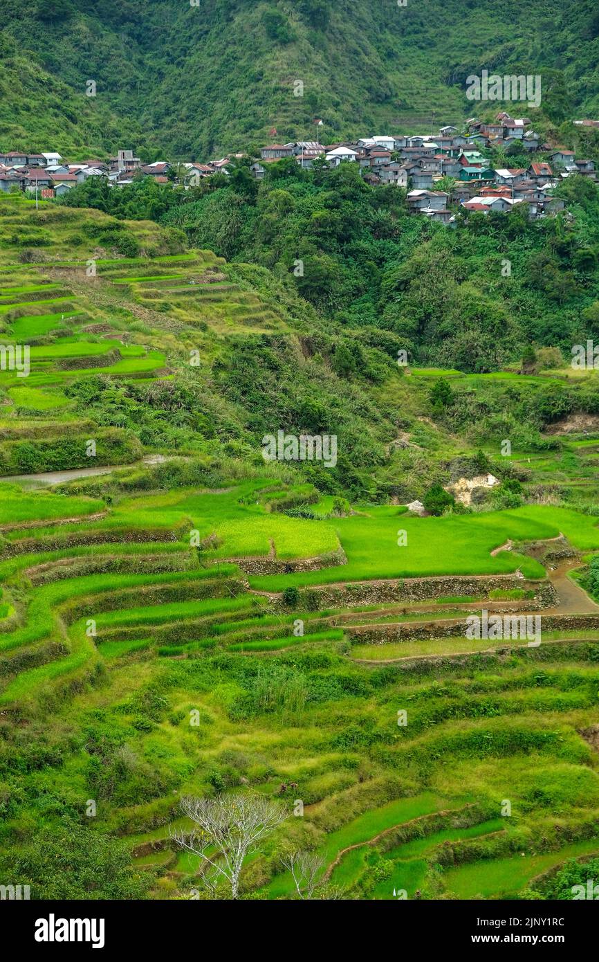 Rice terraces at Maligcong in northern Luzon, Philippines Stock Photo ...