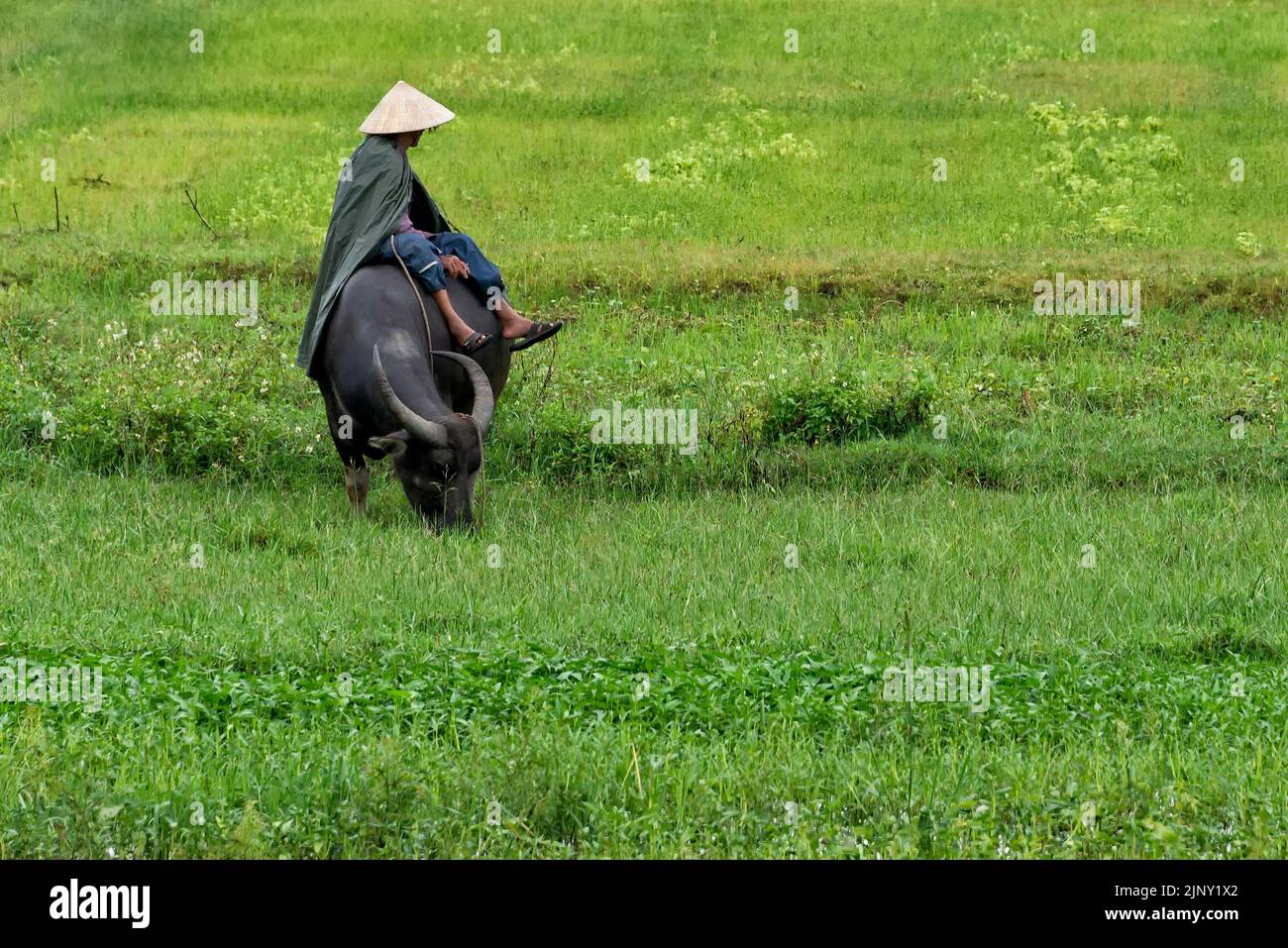 Man on water buffalo hi-res stock photography and images - Alamy