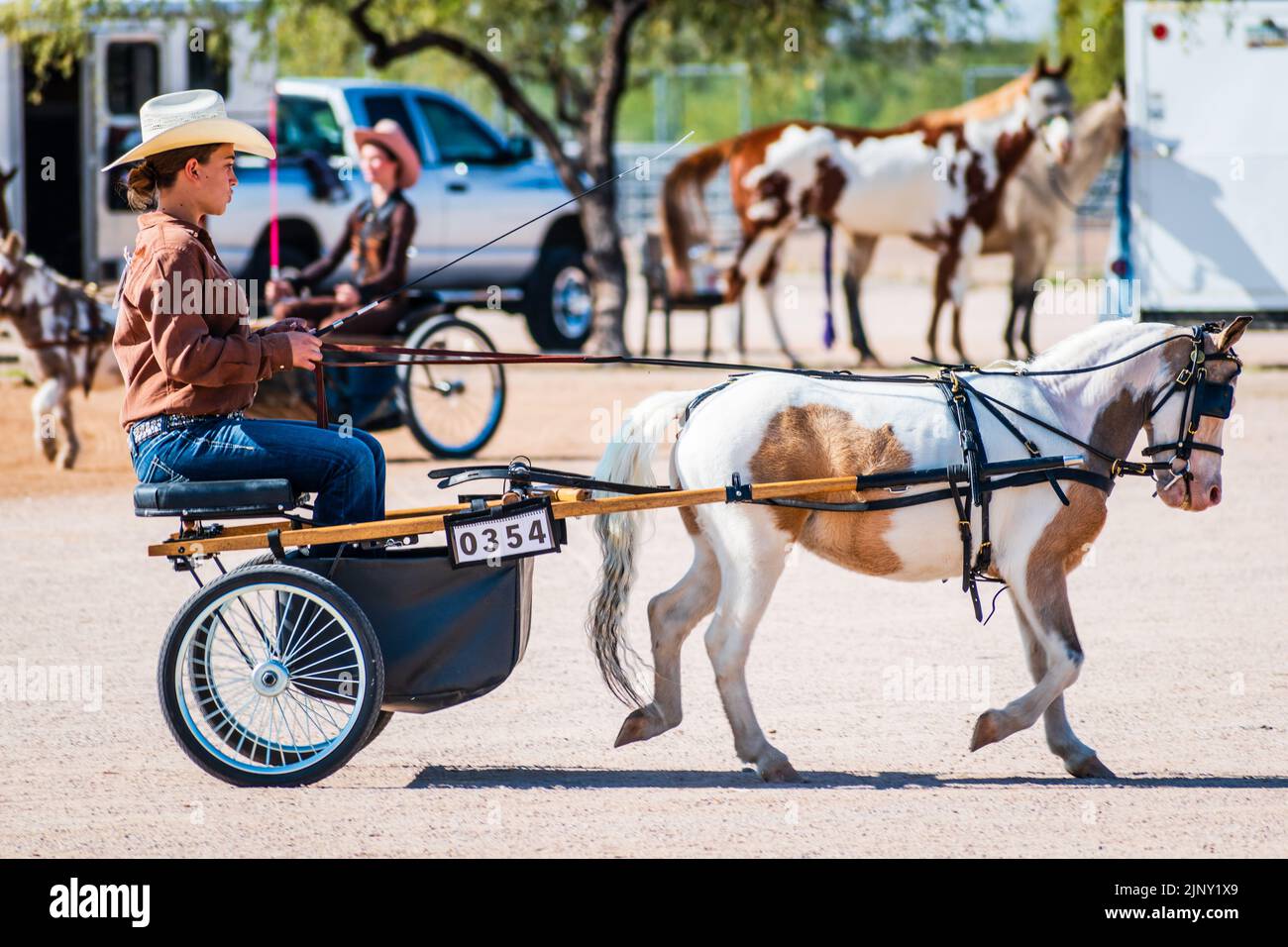 Woman riding a two-wheel miniature horse-drawn cart at a mini horse ...