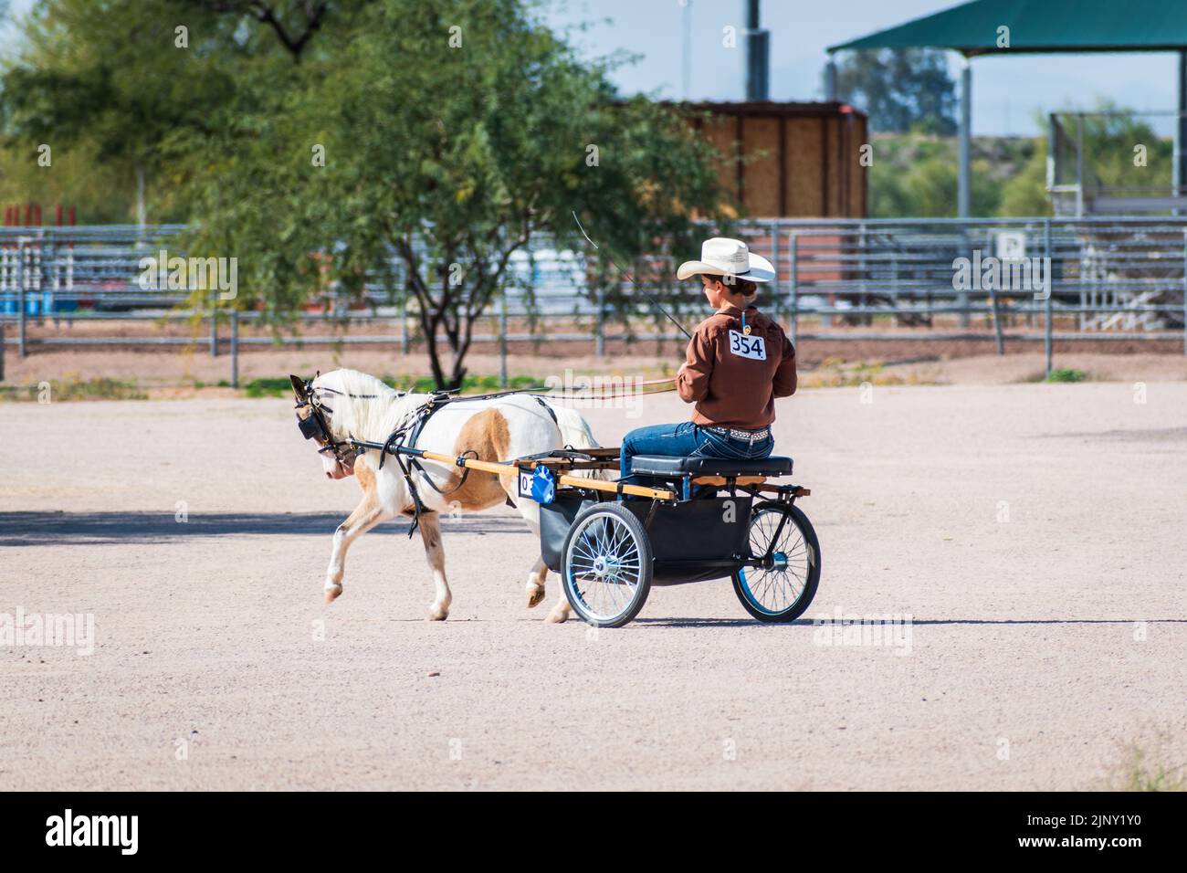 Woman riding a two-wheel miniature horse-drawn cart at a mini horse ...