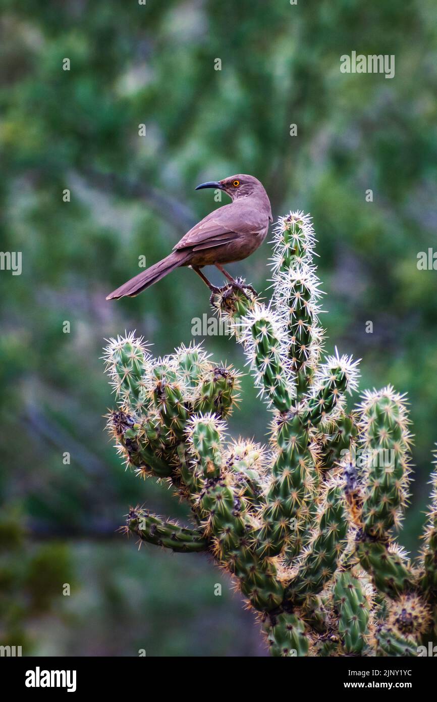 Color photograph of a Curve-billed Thrasher perched on a cane cholla ...