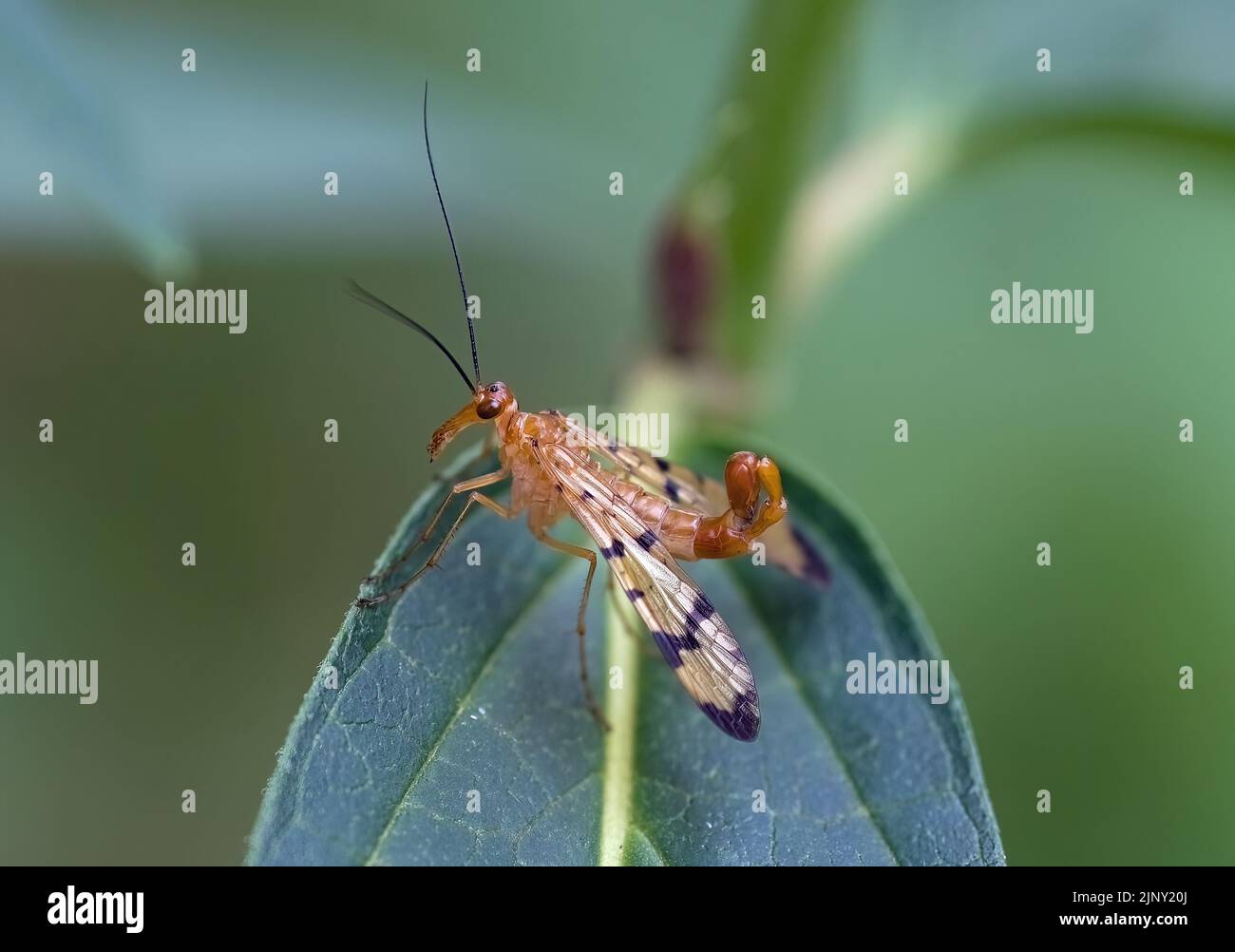 Scorpionfly fly (Mecoptera) sits on a leaf Stock Photo - Alamy