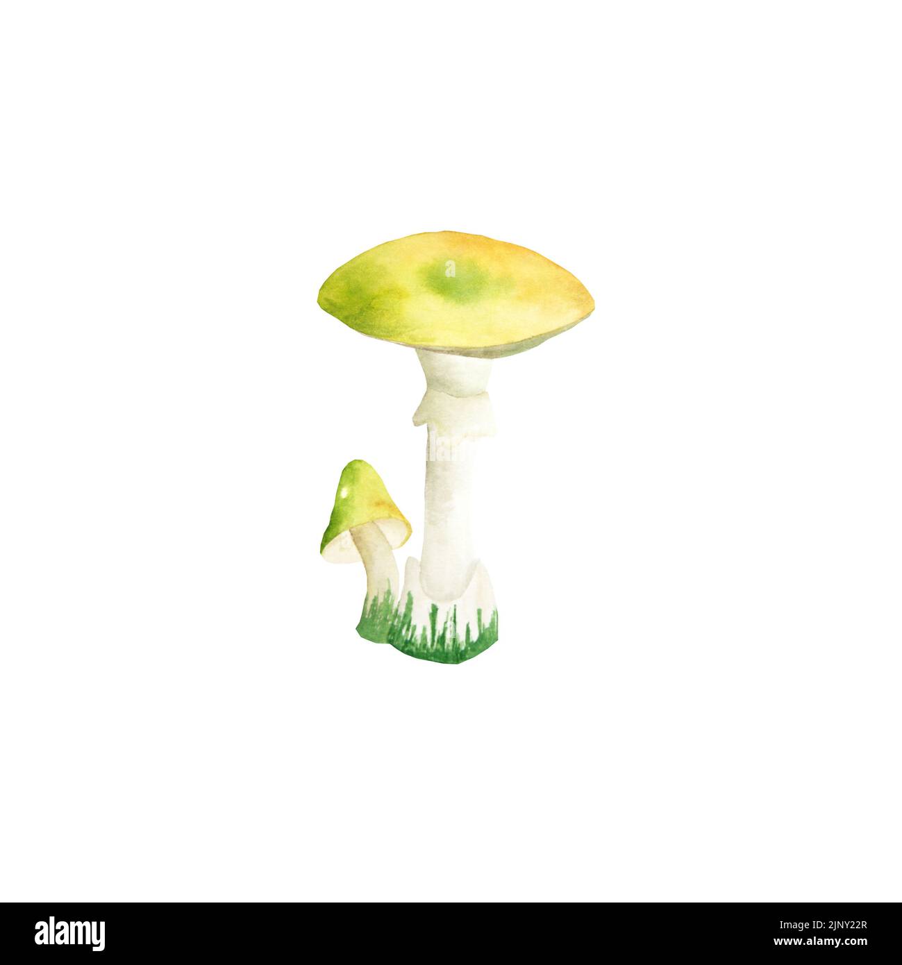 Toadstool mushrooms. Watercolor drawing. Isolated illustration on a ...