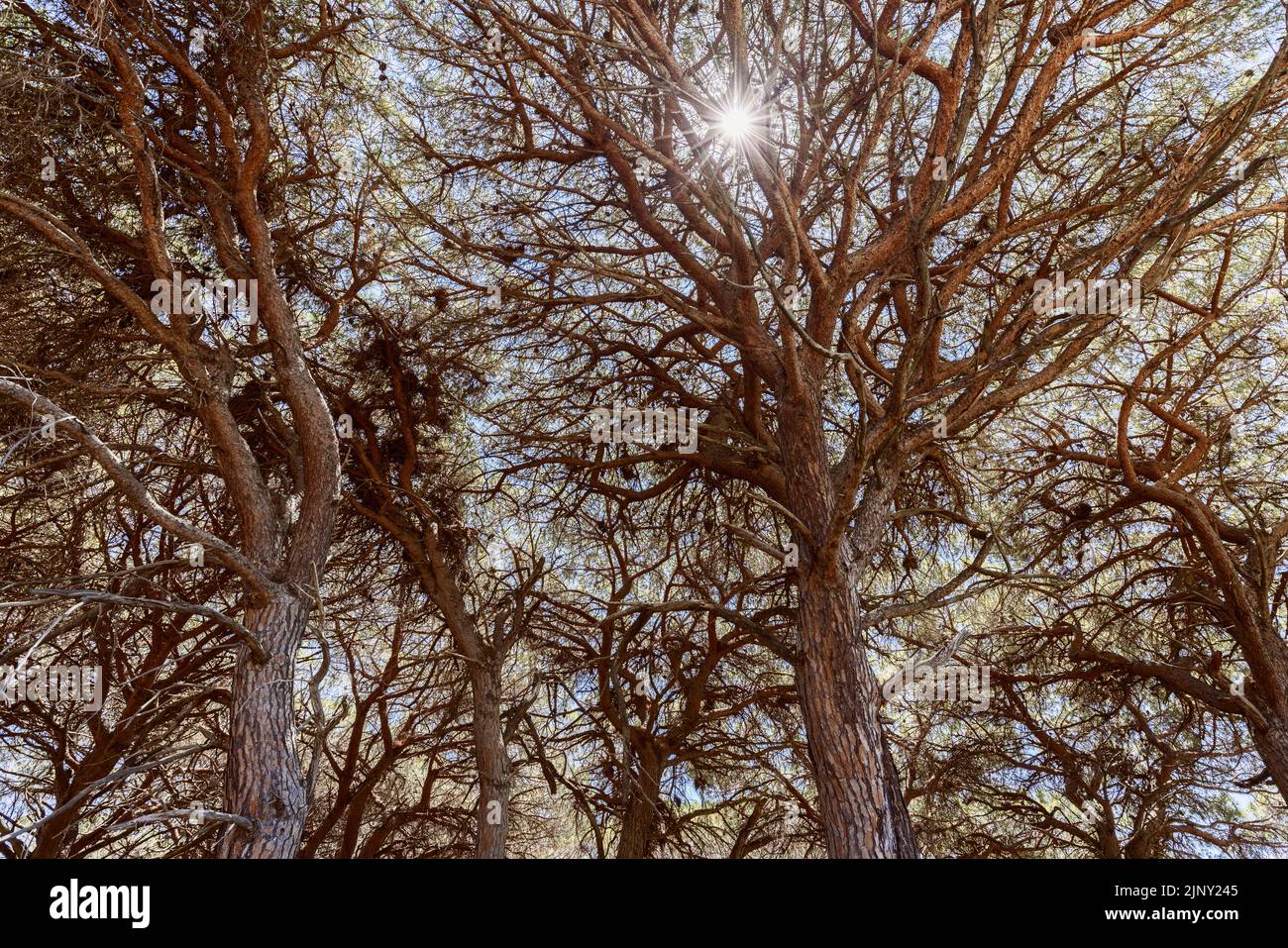 Blinding midday sun rays break through brown tree crowns (forest ...