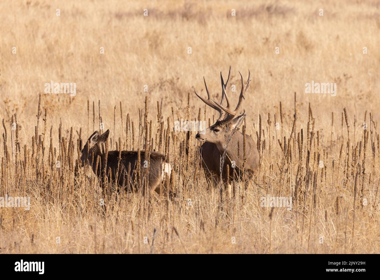 Mule Deer Buck and Doe During the Fall rut in Colroado Stock Photo - Alamy