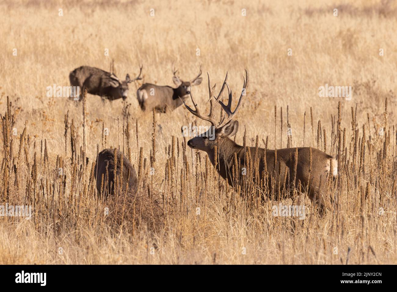 Mule Deer Buck and Doe During the Fall rut in Colroado Stock Photo - Alamy