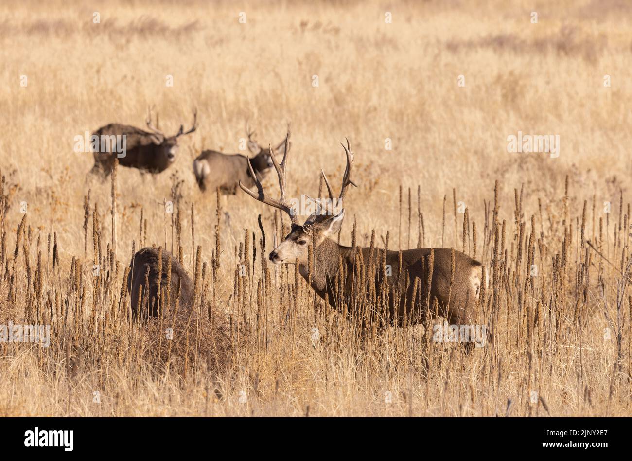 Mule Deer Buck and Doe During the Fall rut in Colroado Stock Photo - Alamy