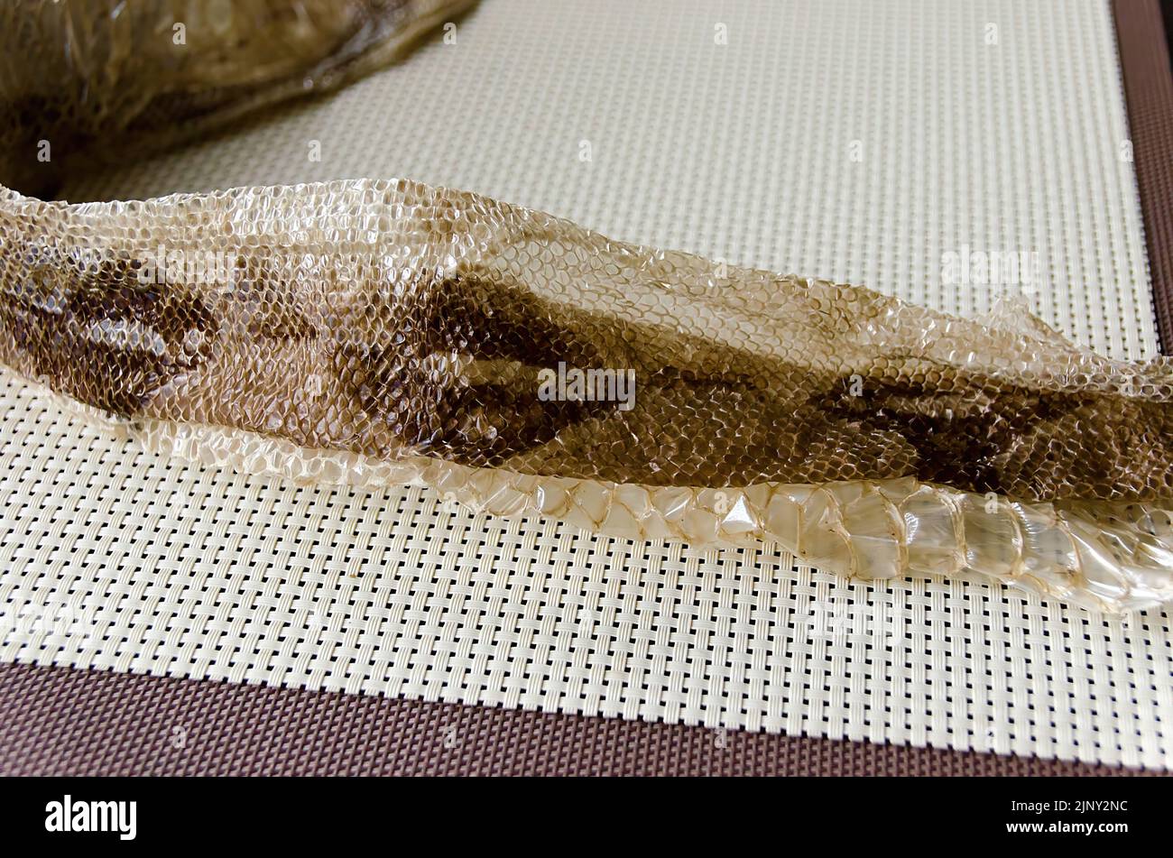 Snake skin moulting hi-res stock photography and images - Alamy