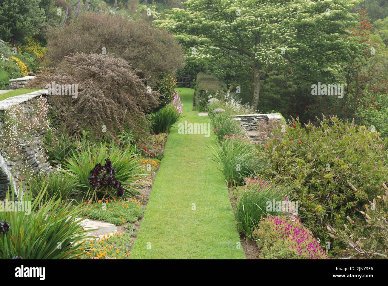 A grass pathway runs between shrubs and flowers in a landscaped garden ...