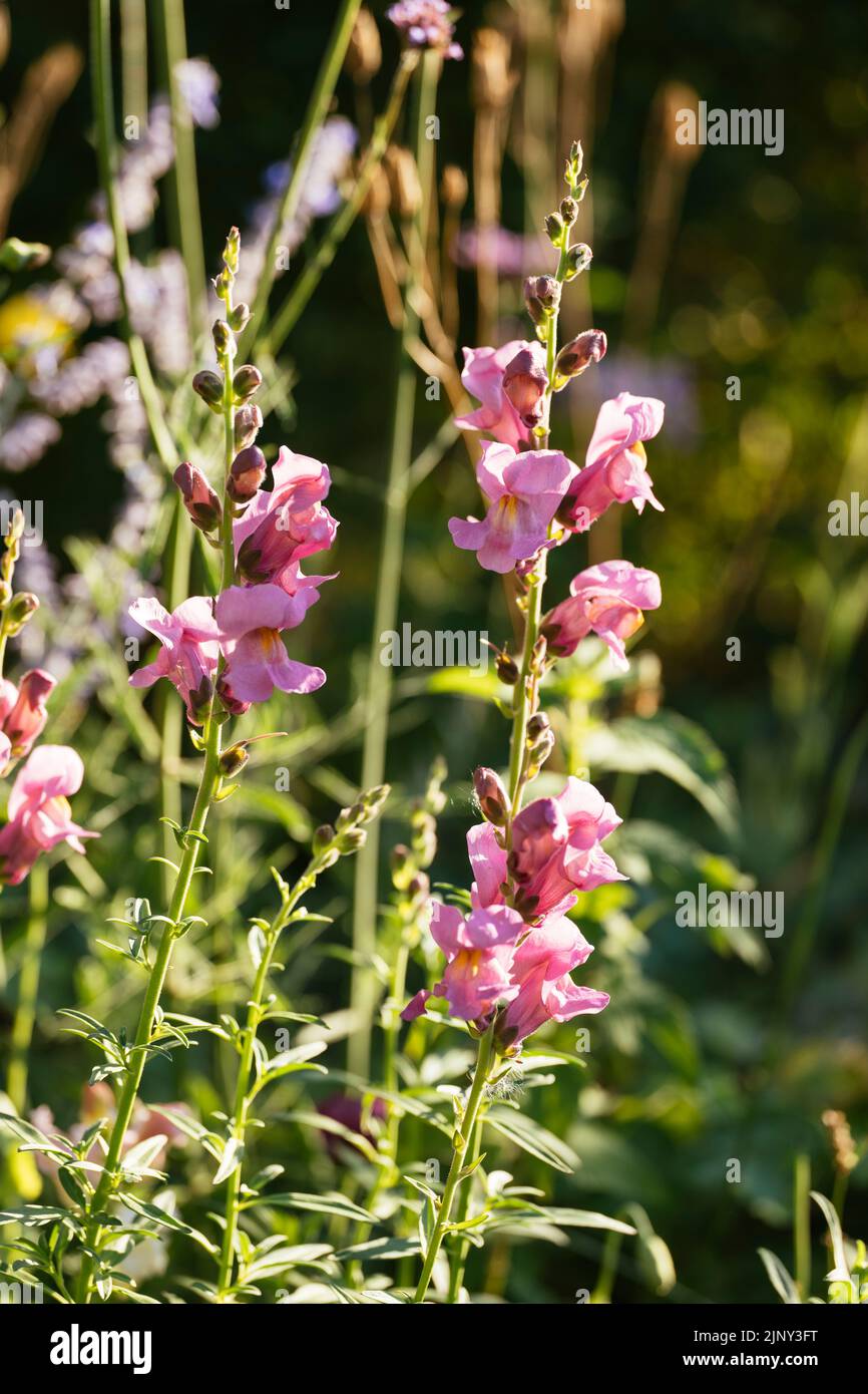 Rocket orchid hi-res stock photography and images - Alamy