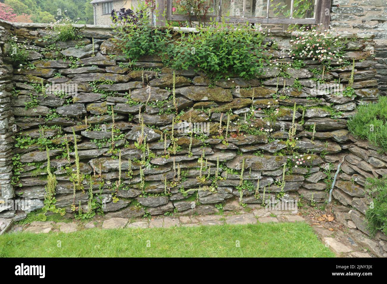 Trailing plants and moss grow on an old dry stone wall at an English ...