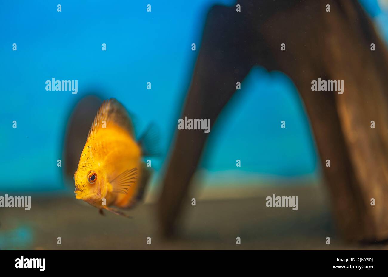 Golden checkerboard discus hi-res stock photography and images - Alamy