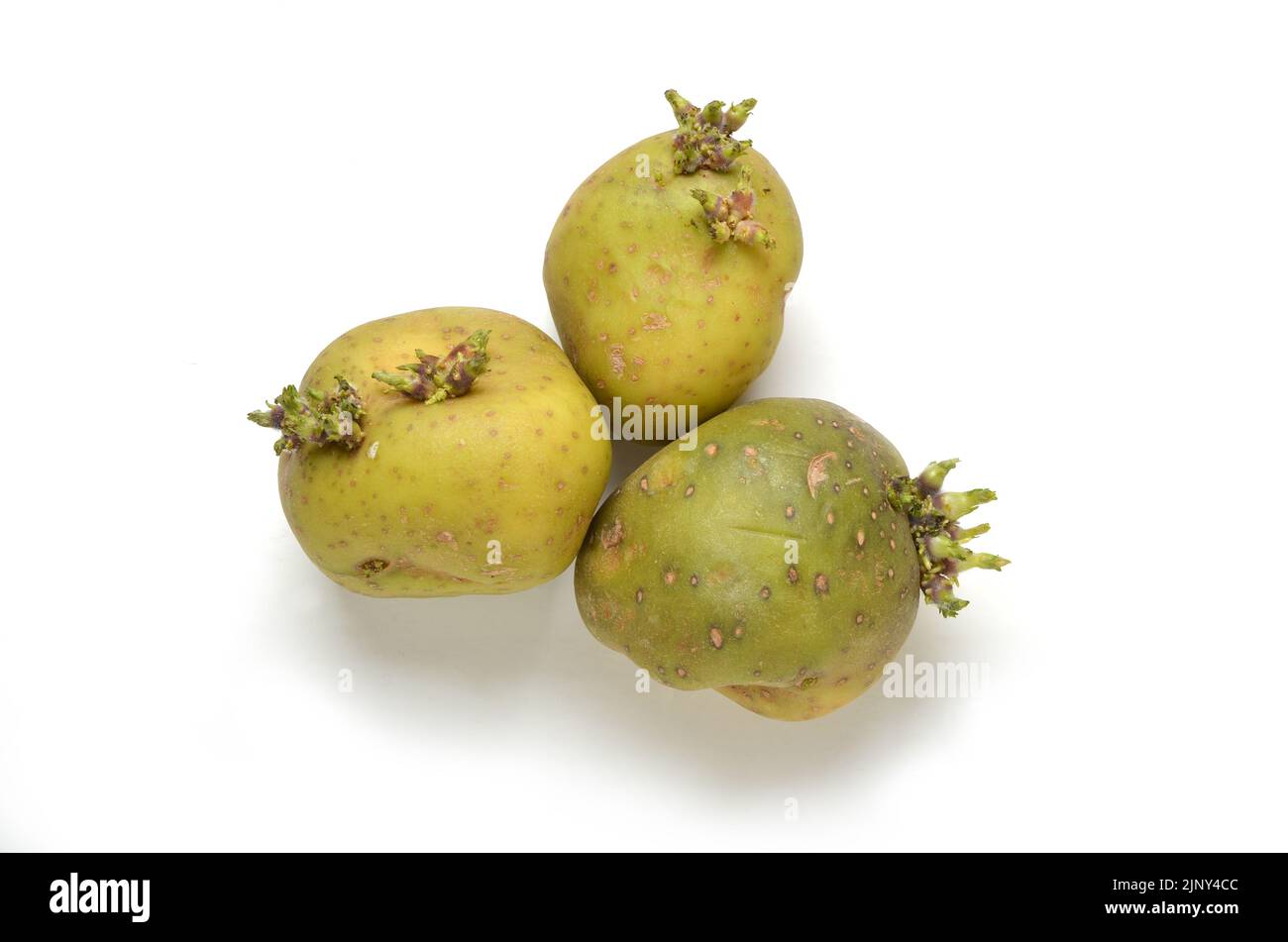 Group of sprouting or chitting potatoes from above on white background ...