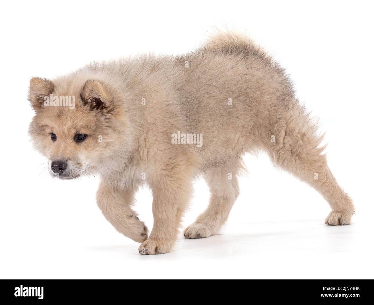 Adorable beige Eurasier puppy on white background Stock Photo - Alamy