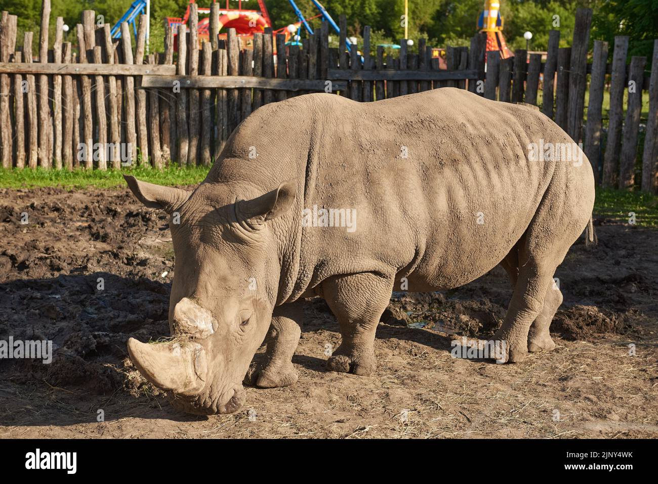 Large rhinoceros in captivity at the zoo Stock Photo - Alamy