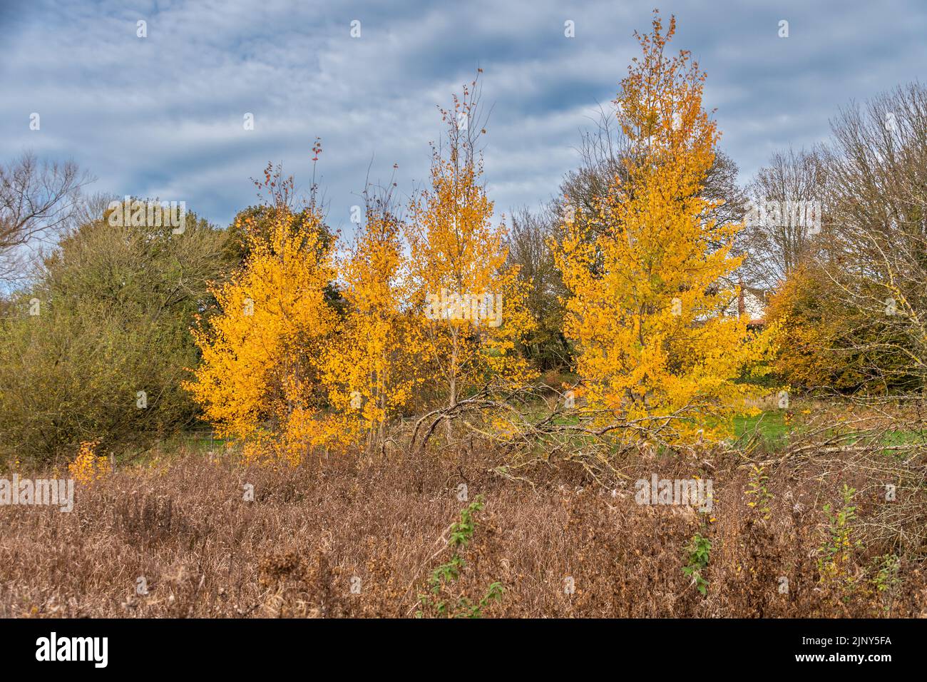A stand of Aspen trees, Populus tremula, in their autumn glory blazing ...