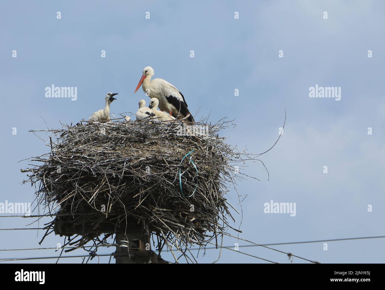 The famous stork nests at the top of telegraph poles in the village of ...