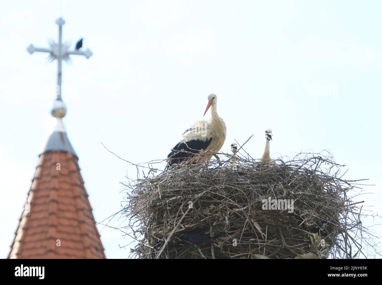 The famous stork nests at the top of telegraph poles in the village of ...